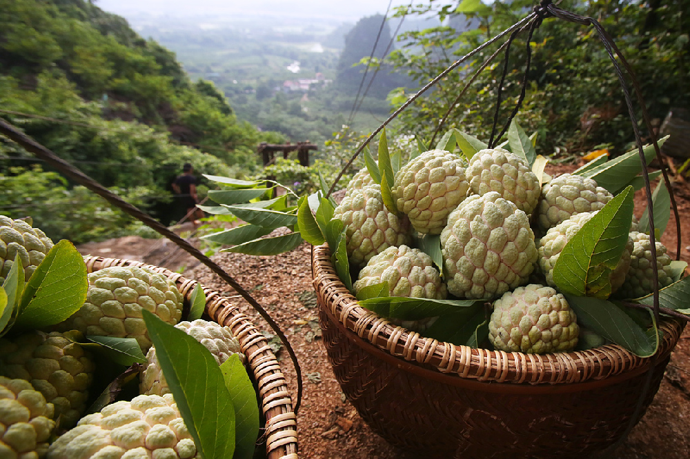 Best Fruits of Vietnam: A Fantastic Culinary Journey